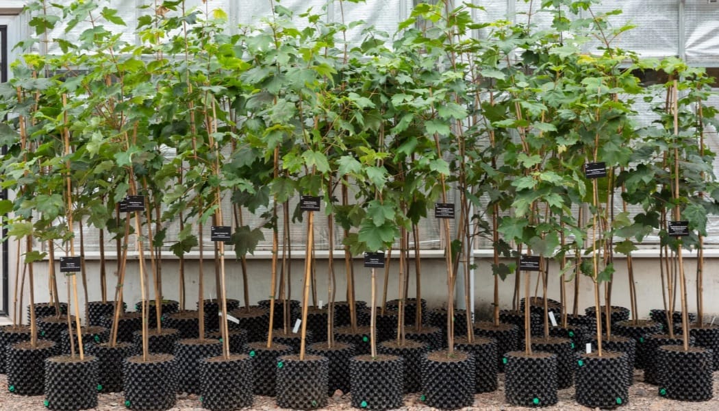 Felled Sycamore Gap tree lives on in saplings planted across UK